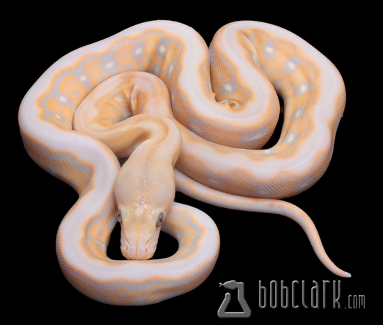Ghost Tiger Reticulated Python by Bob Clark Reptiles