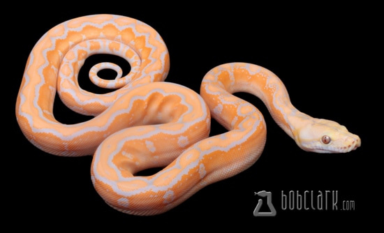 Lavender Albino Reticulated Python by Bob Clark Reptiles