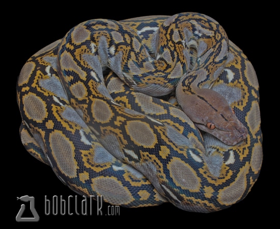 Normal Reticulated Python by Bob Clark Reptiles