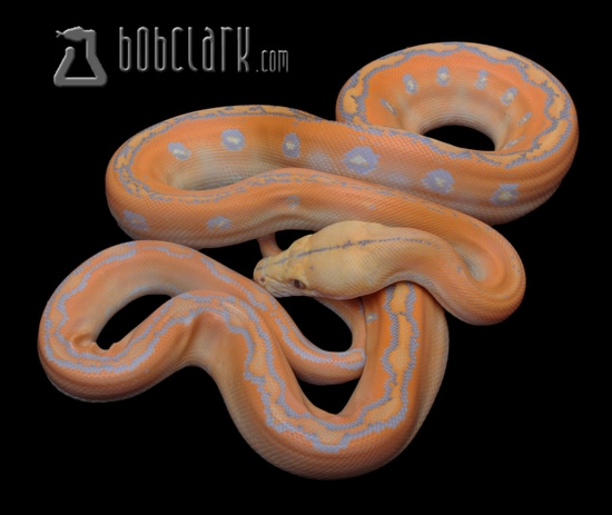 Purple Albino Golden Child Reticulated Python by Bob Clark Reptiles