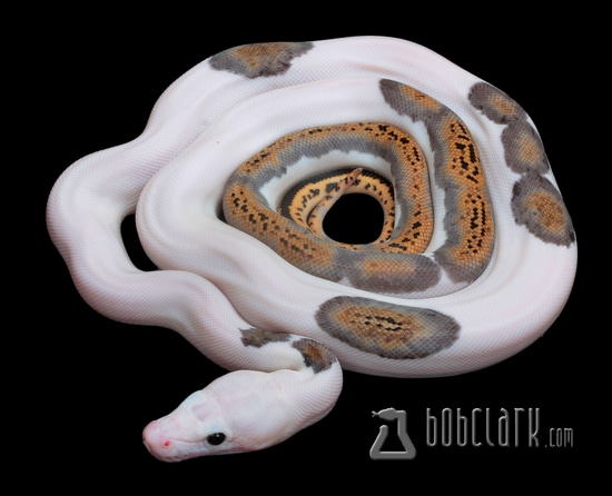 Pied Reticulated Python by Bob Clark Reptiles