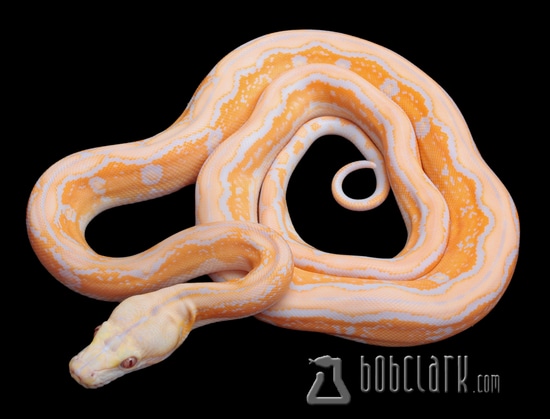 Lavender Albino Tiger Reticulated Python by Bob Clark Reptiles