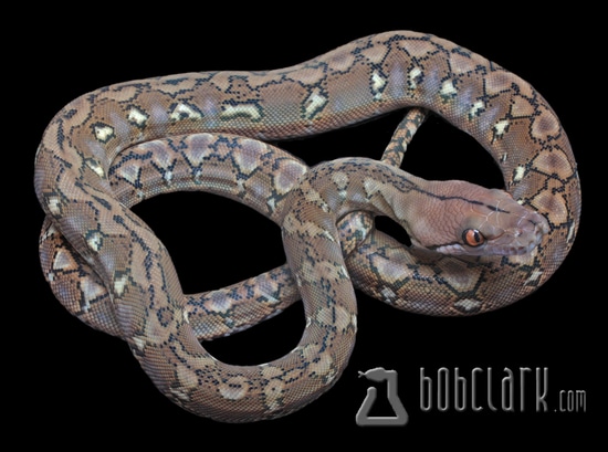 Super Dwarf Reticulated Python by Bob Clark Reptiles