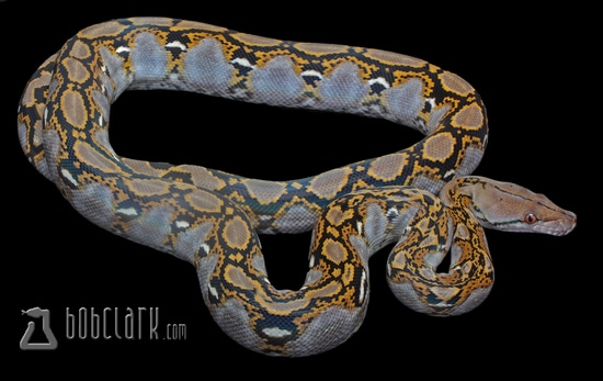 Normal Reticulated Python by Bob Clark Reptiles