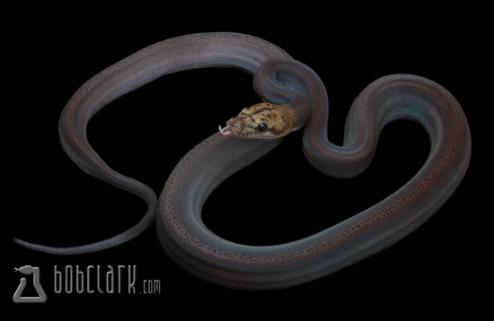 Golden Child Motley Het Pied And Albino Reticulated Python by Bob Clark ...