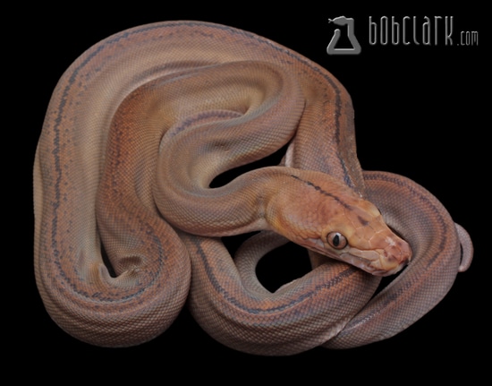 Mocha Golden Childtiger Reticulated Python by Bob Clark Reptiles