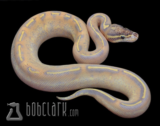 Highway Ball Python by Bob Clark Reptiles