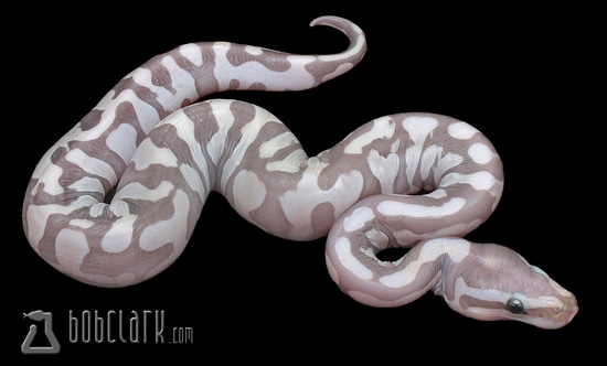 Scaleless Lesser Ball Python by Bob Clark Reptiles
