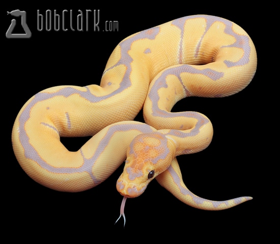 Banana Clown Ball Python by Bob Clark Reptiles