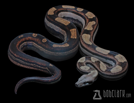 Ladder Tail Motley Boa Constrictor by Bob Clark Reptiles