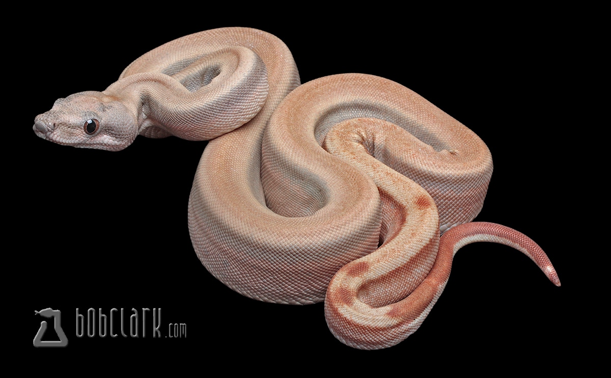Hypo Sterling Boa Constrictor by Bob Clark Reptiles - MorphMarket