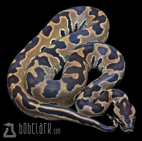 Hybrid X Ball Python by Bob Clark Reptiles