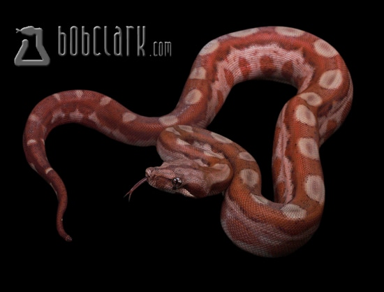 T+ Sunglow Inca Boa Constrictor by Bob Clark Reptiles