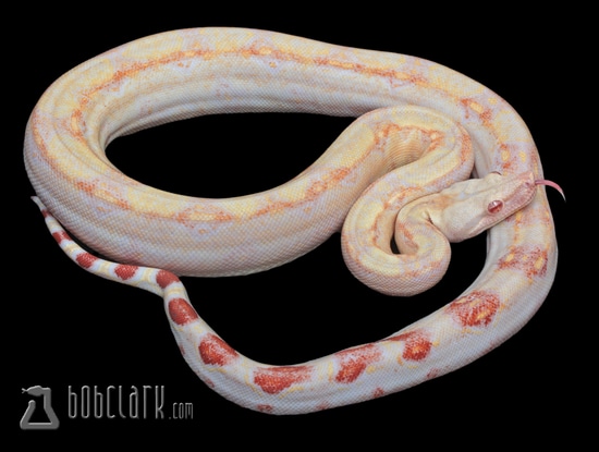 Sharp Albino Poss Het Leopard Boa Constrictor by Bob Clark Reptiles