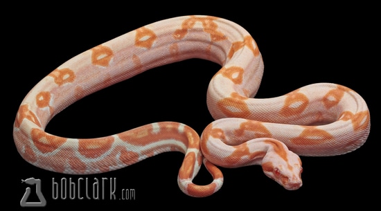 Purple Sharp Albino Boa Constrictor by Bob Clark Reptiles
