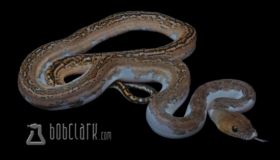 Pied Reticulated Python by Bob Clark Reptiles
