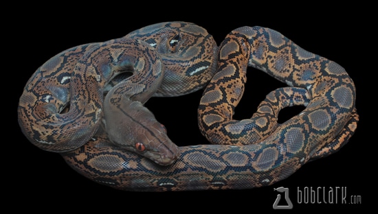 Citron (Het Titanium) Reticulated Python by Bob Clark Reptiles
