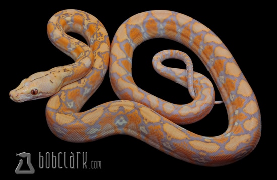 Purple Albino Het Anthrax Reticulated Python by Bob Clark Reptiles