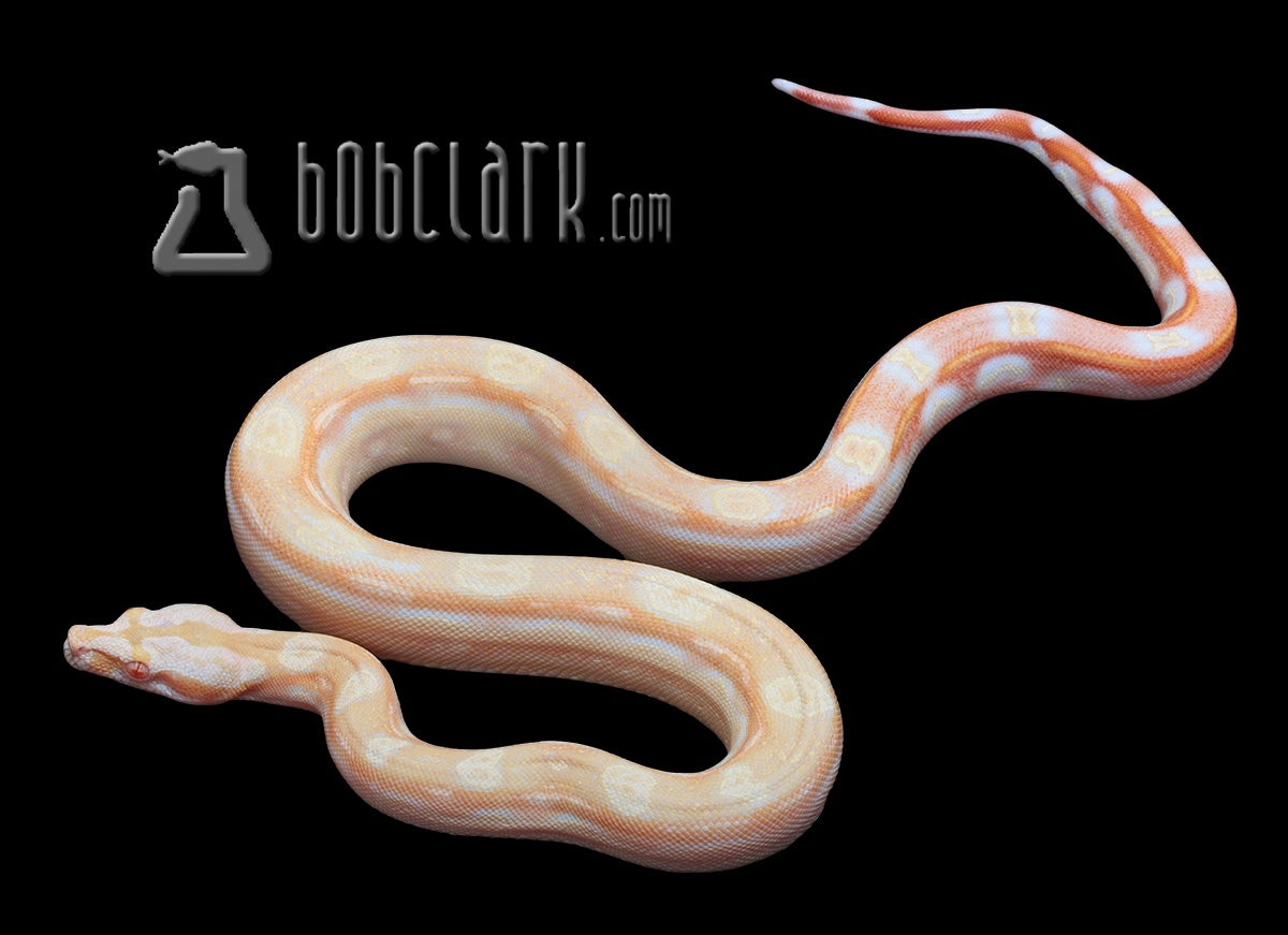 Sharp Inca Boa Constrictor by Bob Clark Reptiles - MorphMarket