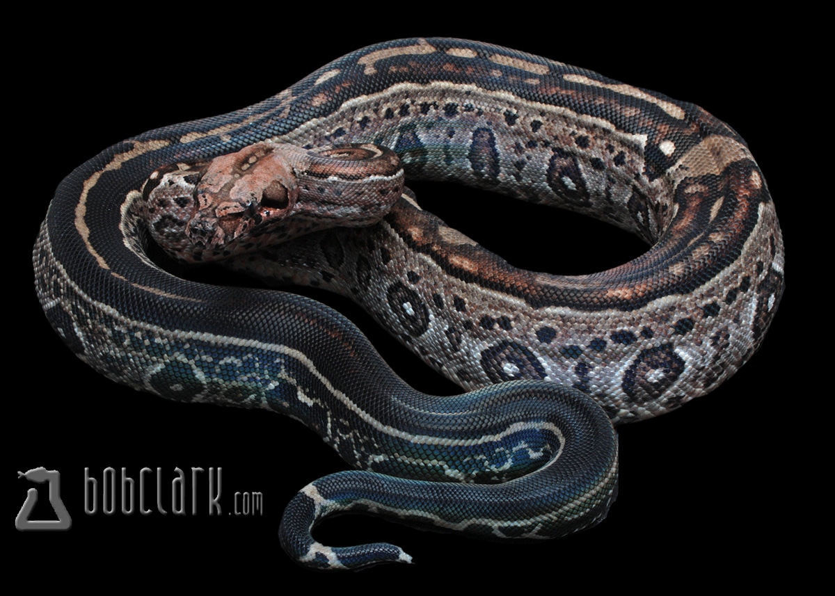 Aztec Het Leopard 38" Boa Constrictor by Bob Clark Reptiles - MorphMarket
