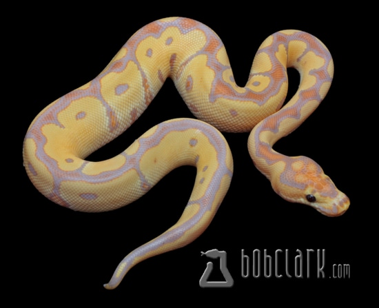 Banana Clown Ball Python by Bob Clark Reptiles