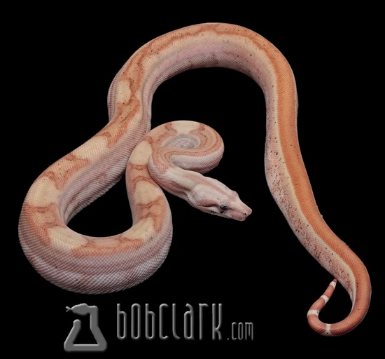 Sunset Hypo Jungle Boa Constrictor by Bob Clark Reptiles