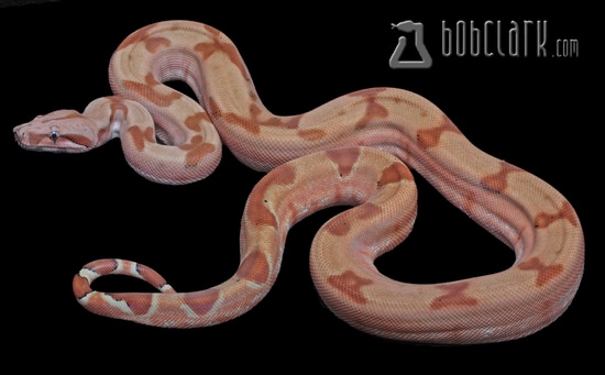 Hypo Sunset Jungle Boa Constrictor by Bob Clark Reptiles