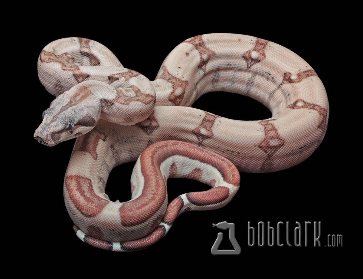 Hypo Sunset Het Sterling Boa Constrictor by Bob Clark Reptiles ...