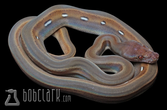 Titanium Reticulated Python by Bob Clark Reptiles