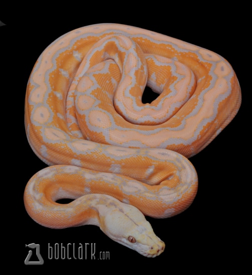 Lavender Albino Motley Reticulated Python by Bob Clark Reptiles
