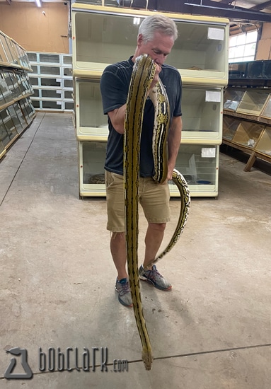 Tiger 100% Het Hypo 12' Reticulated Python by Bob Clark Reptiles