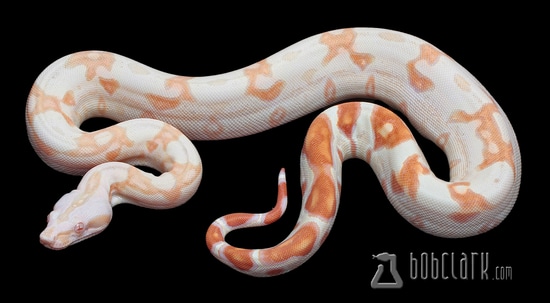 Sharp Albino Jungle Boa Constrictor by Bob Clark Reptiles