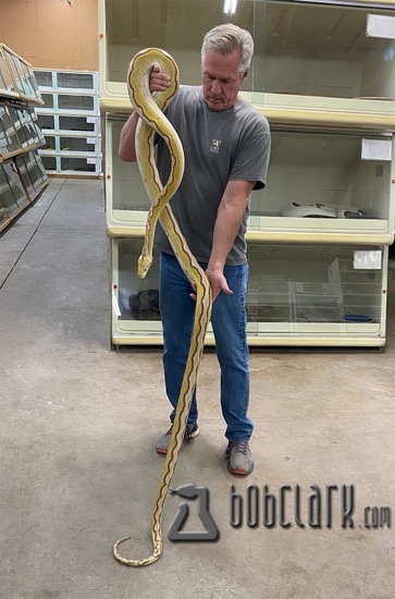 Purple Albino Motley Reticulated Python by Bob Clark Reptiles