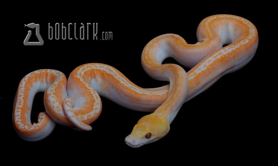 Albino Pied Reticulated Python by Bob Clark Reptiles