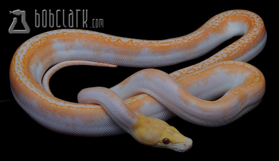 Albino Pied Reticulated Python by Bob Clark Reptiles