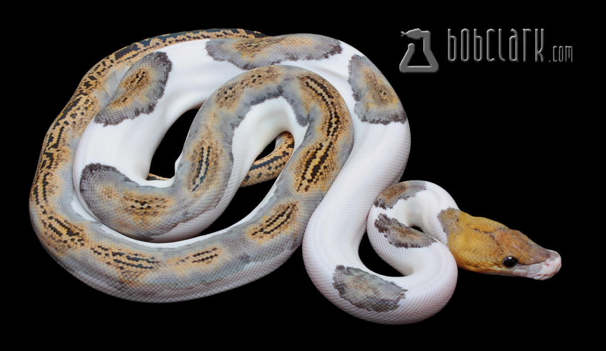 Pied Tiger Reticulated Python by Bob Clark Reptiles - MorphMarket