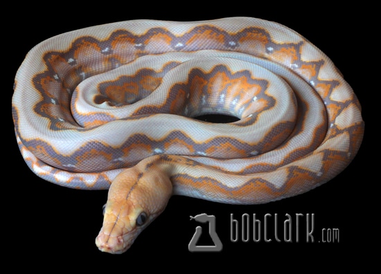 Renick Ghost Poss Het Pied Reticulated Python by Bob Clark Reptiles