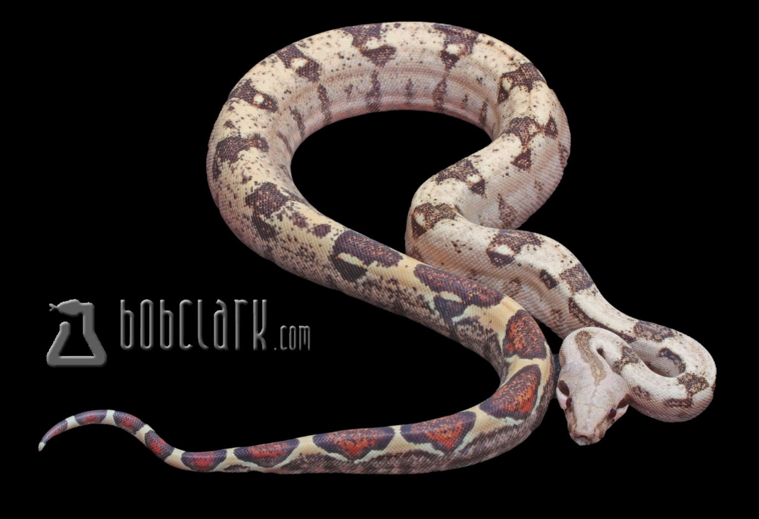 VPI T+ Albino Boa Constrictor by Bob Clark Reptiles - MorphMarket
