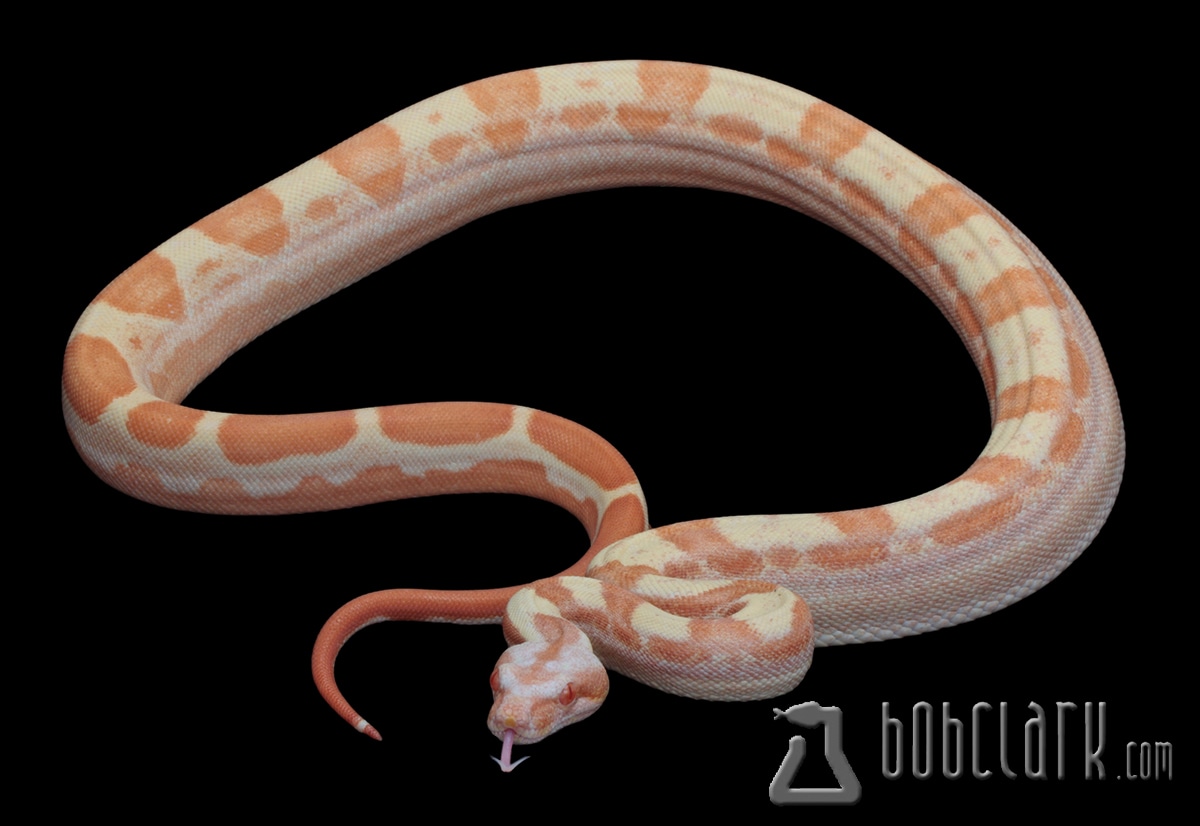 Sharp Sunglow Motley Boa Constrictor by Bob Clark Reptiles - MorphMarket