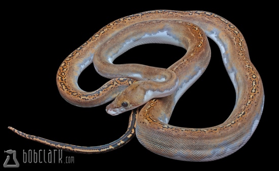Pied Reticulated Python by Bob Clark Reptiles