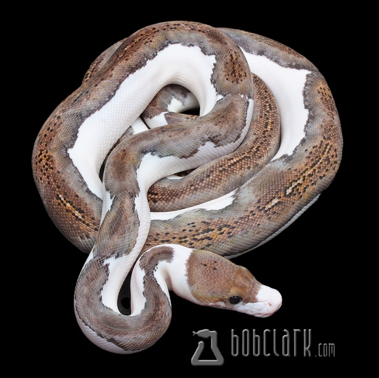 Motley Pied Het Albino Reticulated Python by Bob Clark Reptiles