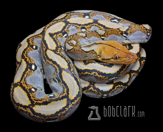 Yellow Head Het Pied Reticulated Python by Bob Clark Reptiles