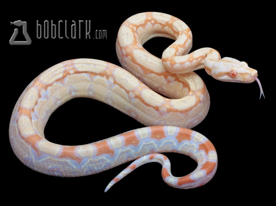Sharp Albino Keltic Boa Constrictor by Bob Clark Reptiles