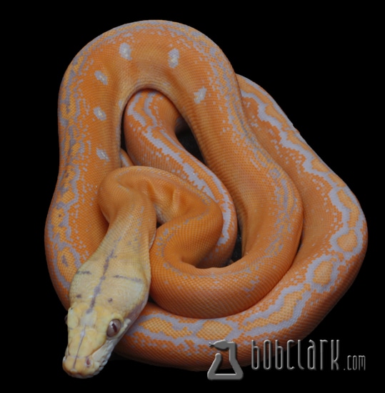 Lavender Albino Golden Child Reticulated Python by Bob Clark Reptiles