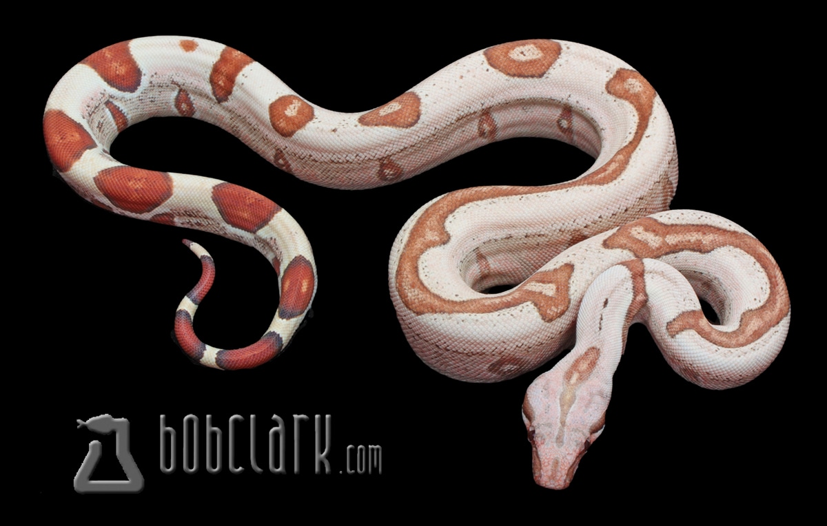 VPI T+ Albino Jungle Boa Constrictor by Bob Clark Reptiles - MorphMarket