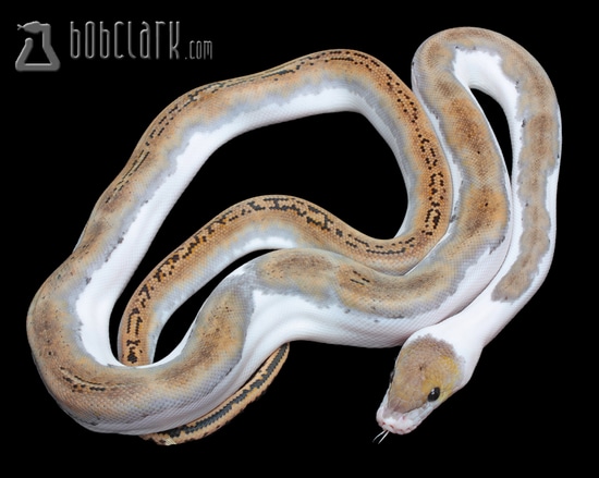 Pied Reticulated Python by Bob Clark Reptiles