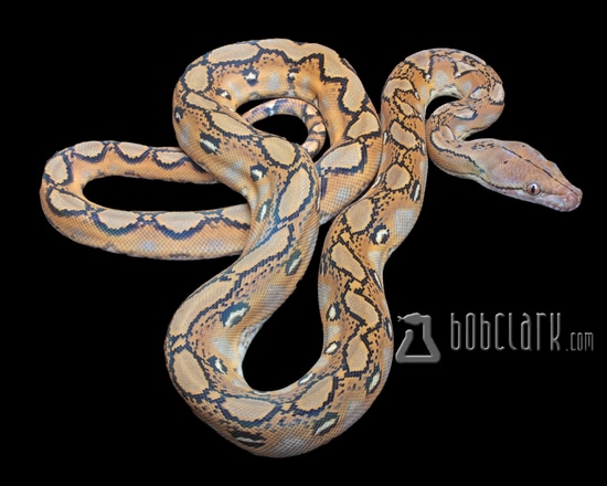 Sunfire Reticulated Python by Bob Clark Reptiles