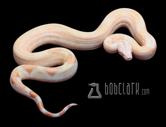 Sharp Albino Jungle Boa Constrictor by Bob Clark Reptiles