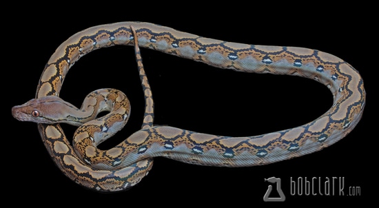 Renick Ghost 100% Het Poss Het Pied Reticulated Python by Bob Clark ...