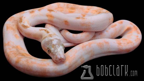 Paradox Cow Possible Golden Child Fire Tiger Reticulated Python by Bob ...